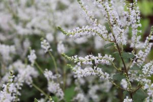 Mirra: Saiba para que serve a erva medicinal ancestral