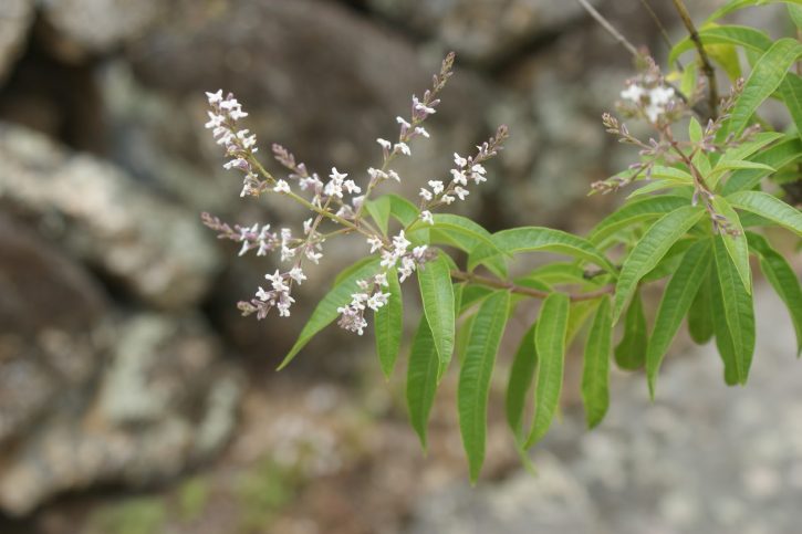 Limonete: usos e benefícios para a saúde - Dr.Ervas