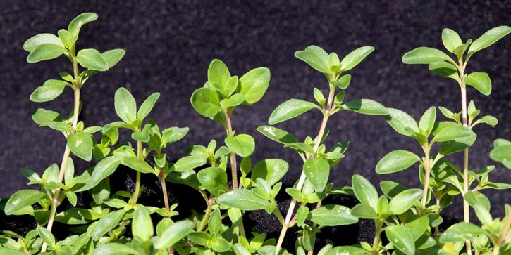 Tomilho: usos e benefícios - Dr.Ervas