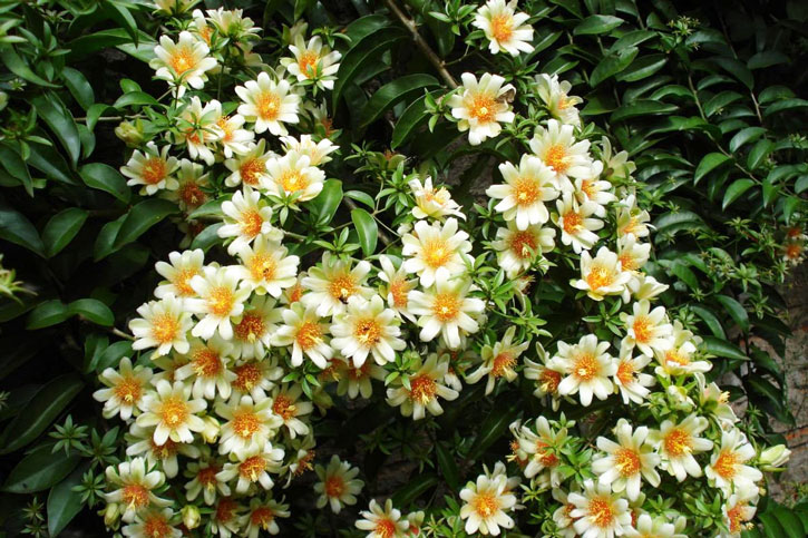 Ora-pro-nobis: valores nutricionais e benefícios para a saúde - Dr. Ervas