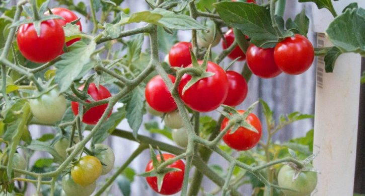 Como plantar tomates em casa - Dr.Ervas
