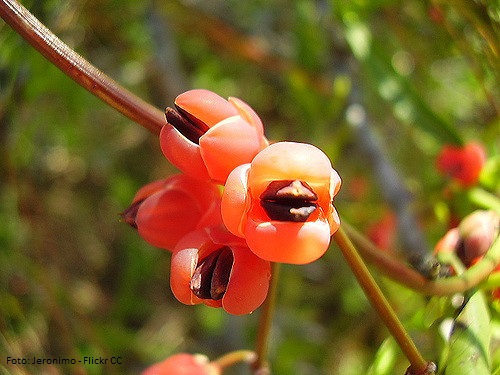 Efedra: usos, benefícios e riscos para sua saúde - Dr.Ervas