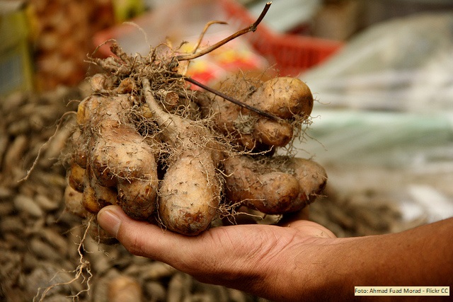 Inhame Chinês: características, propriedades e usos - Dr.Ervas