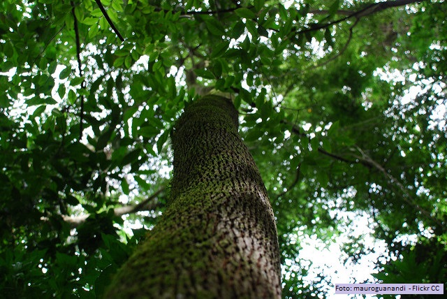 Copaíba: óleo é medicinal e aliado da beleza; saiba mais - Dr.Ervas