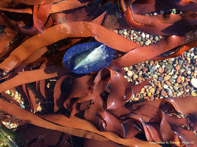 Dulse: “bacon saudável”, alga é nutritiva e aliada da beleza; entenda ...