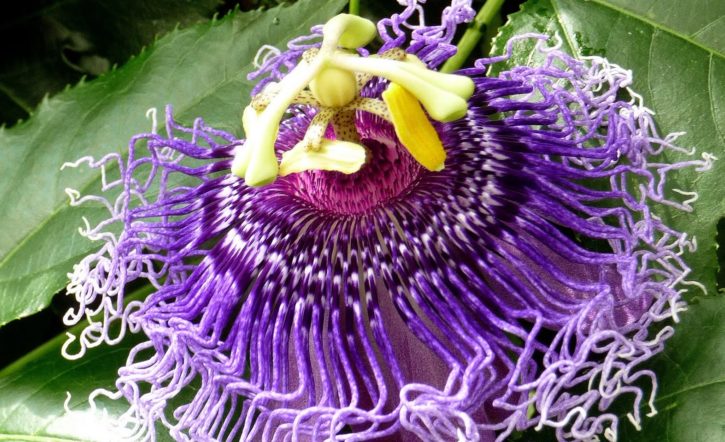 Chá de passiflora: o poder relaxante que vem da natureza - Dr.Ervas